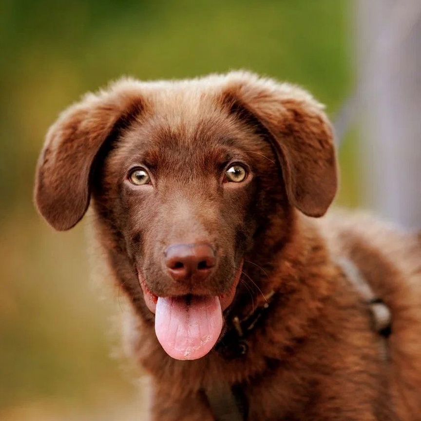 Щенок в добрые руки бесплатно
