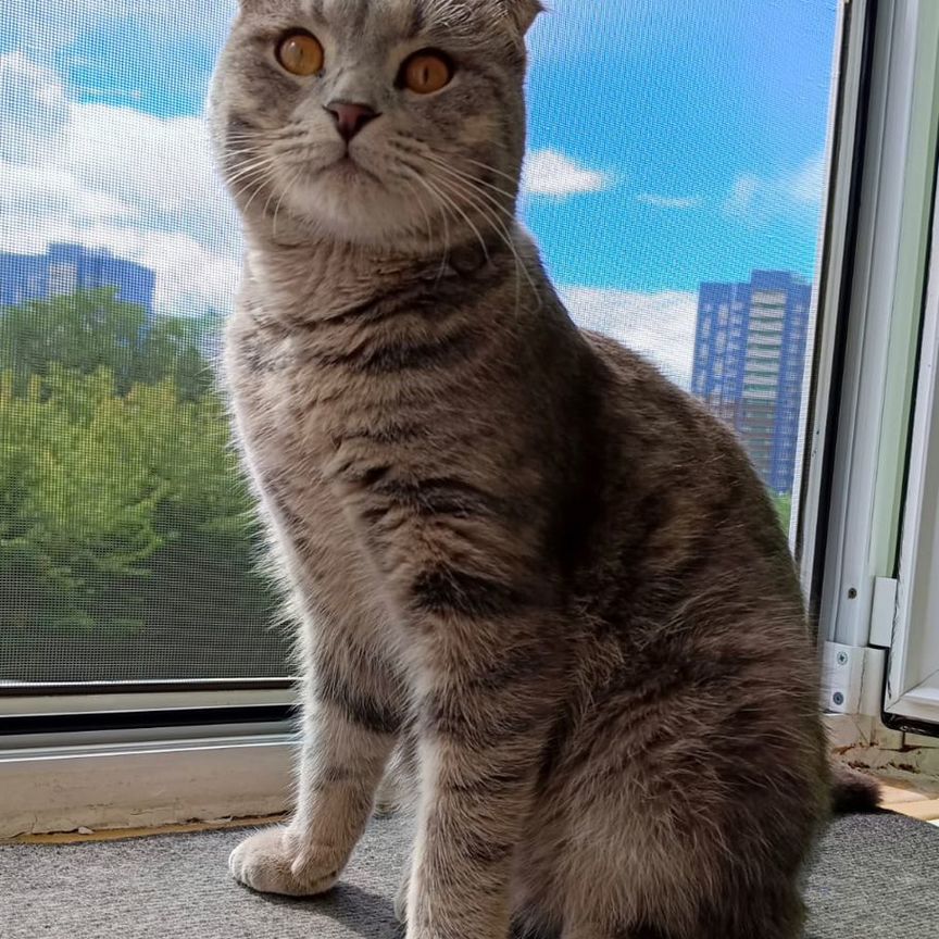 Вислоухие коты