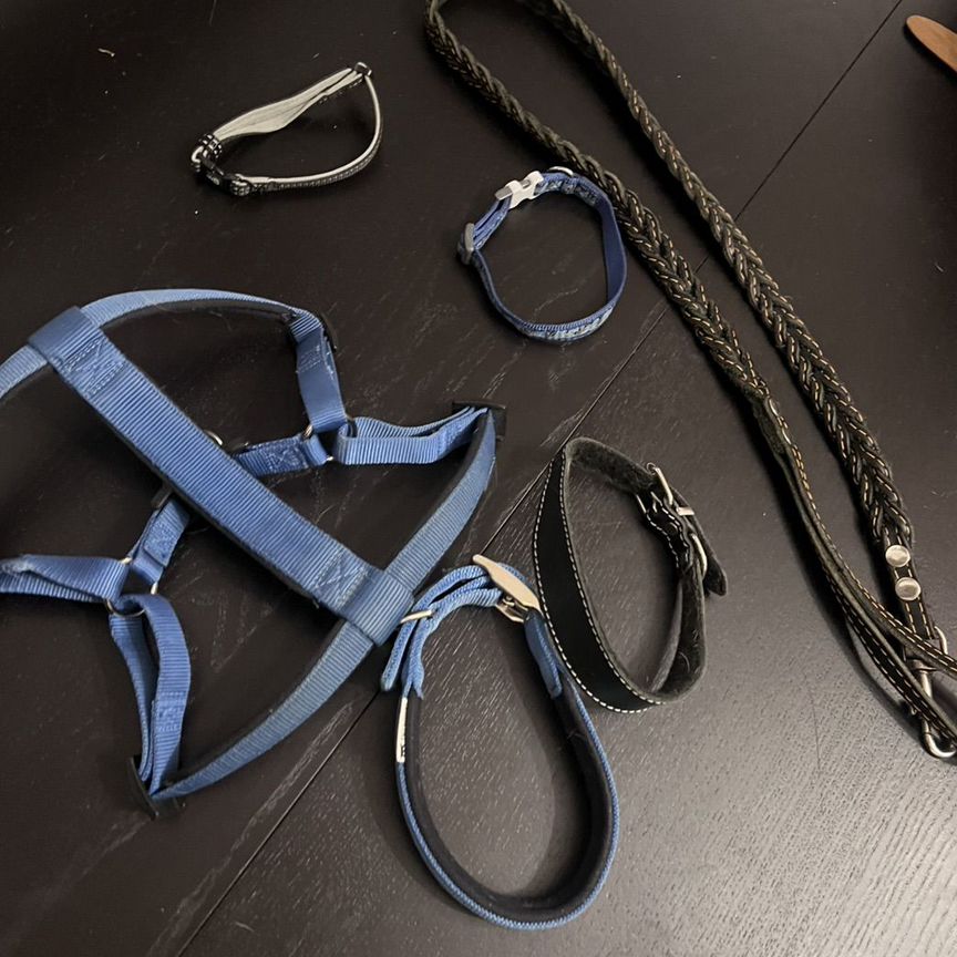 Ошейник для собак