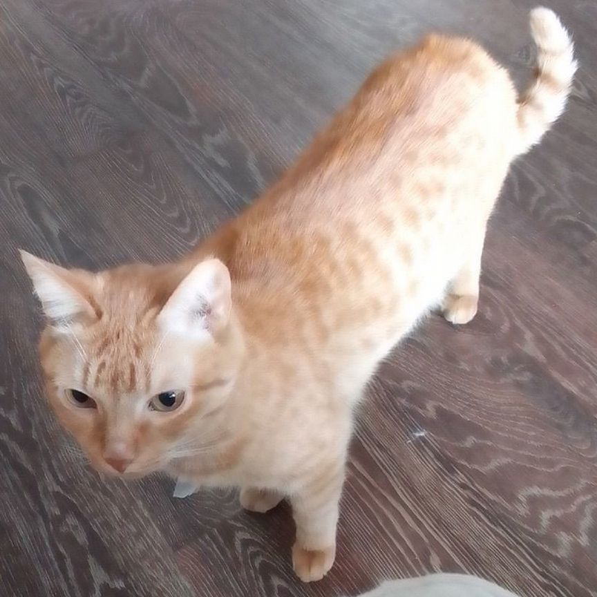 Взрослый кот в добрые руки