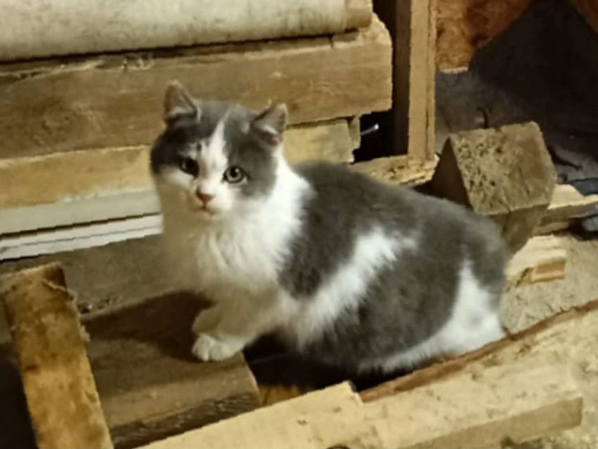 Помогите, кошечка мышеловка,и котенок ищут дом