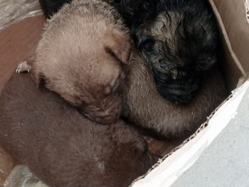 Оставили в коробке