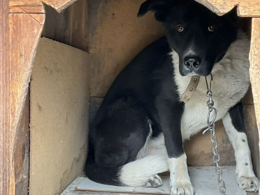 Собака в добрые руки отдам бесплатно