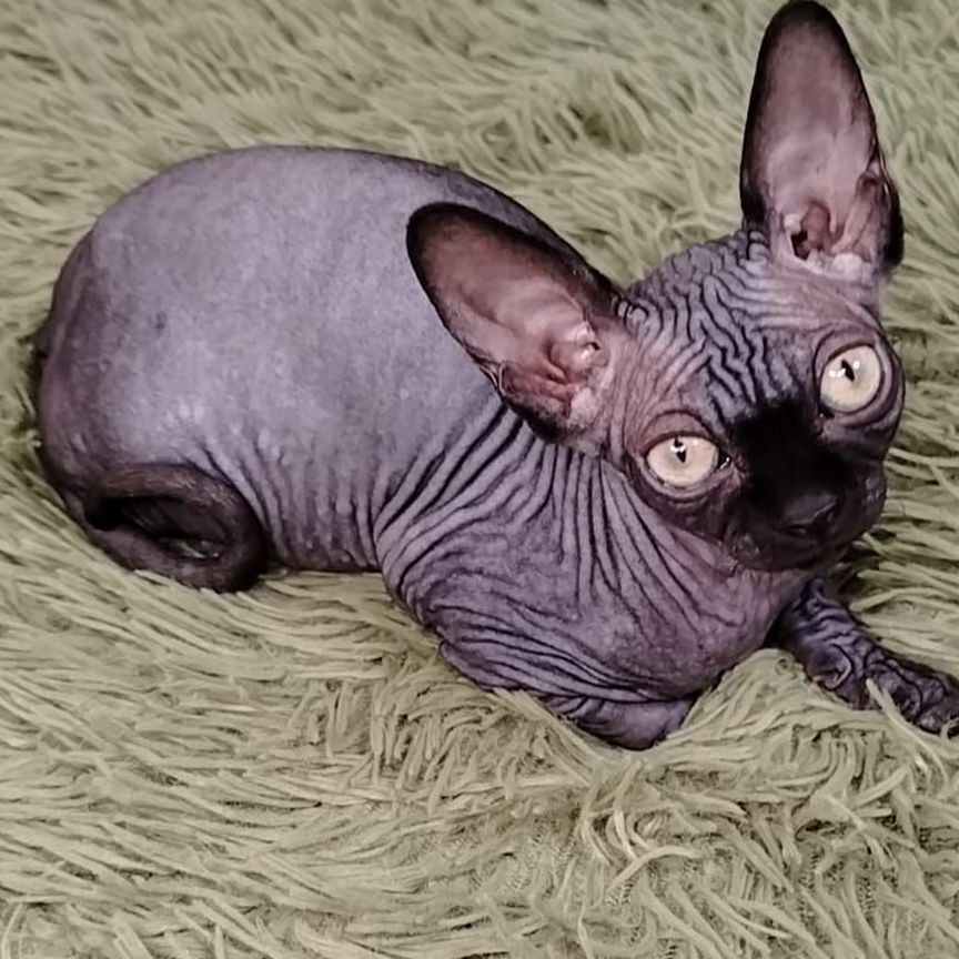 Котята сфинкс