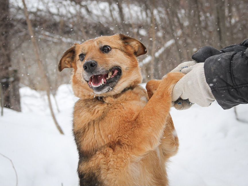 Умка В поисках дома