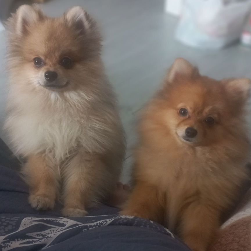 Померанский шпиц, щенок