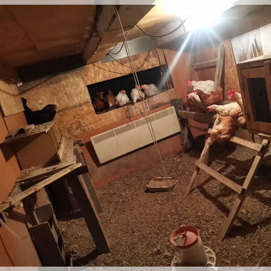 Куры несушки и 2 петуха