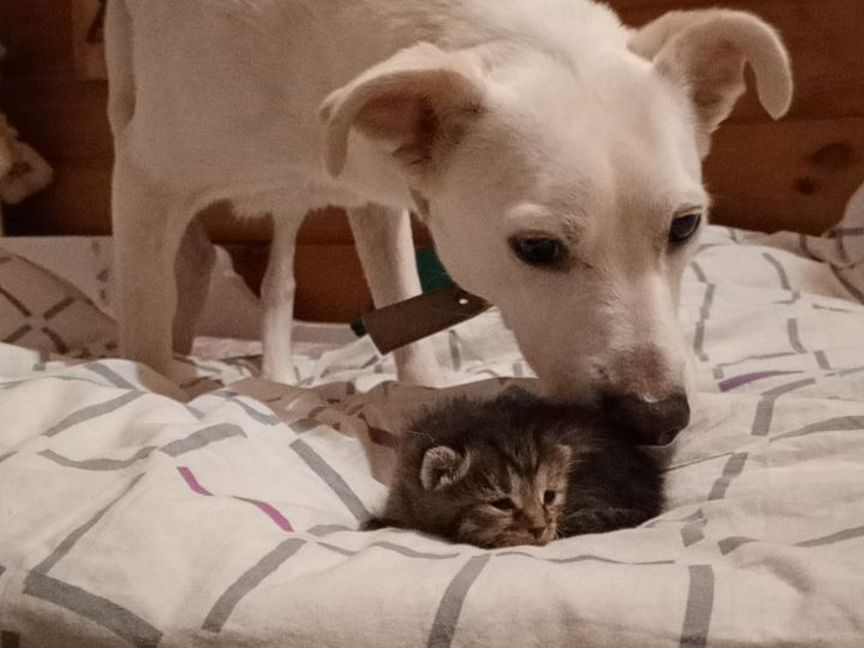 Рыжие и пёстрые котята