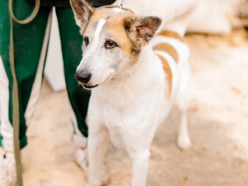 Пёс Мишка из приюта