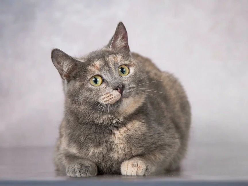 Британка 7 мес ищет свою семью