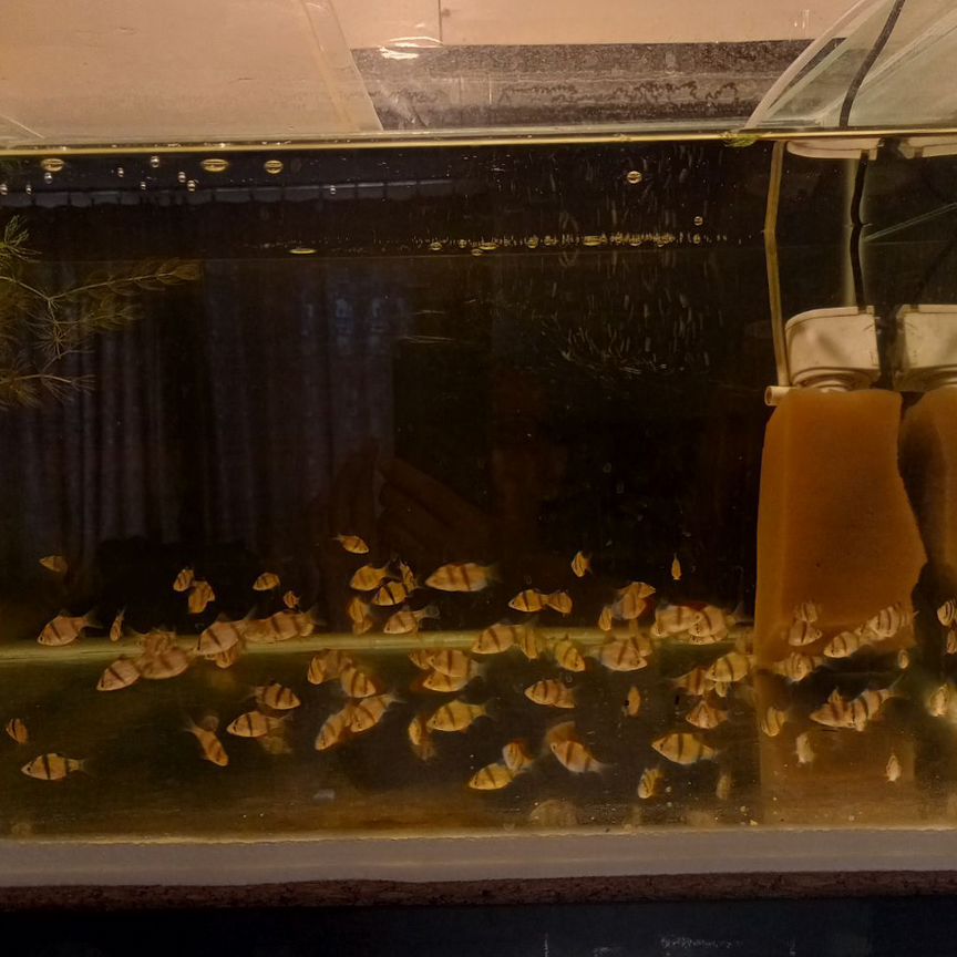 Аквариумные рыбки барбусы сумотранский 2.5.см