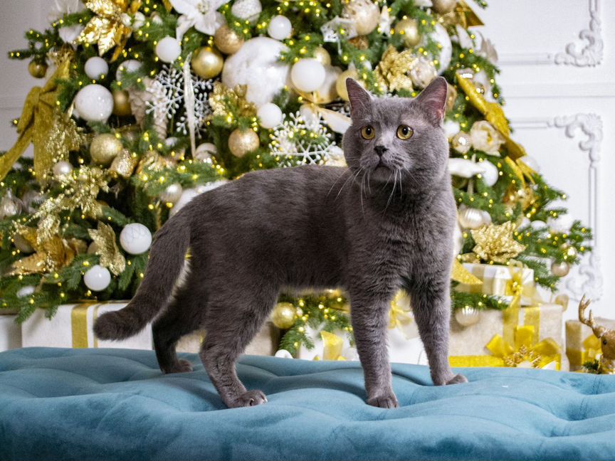 Британский котик ищет дом