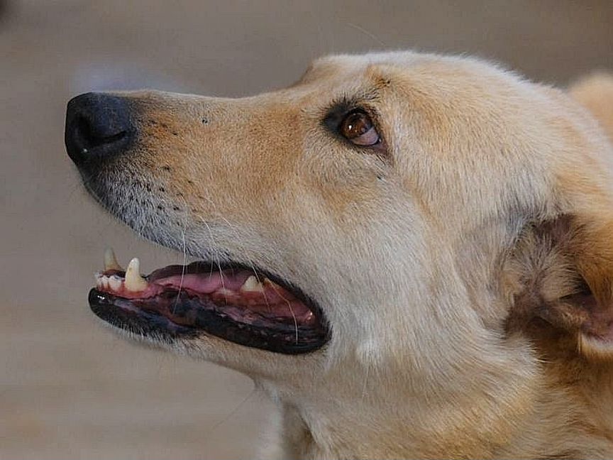 Милый, добрый Мишка в приюте