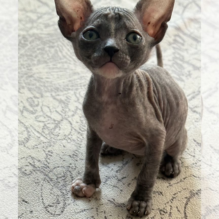 Канадский сфинкс котёнок