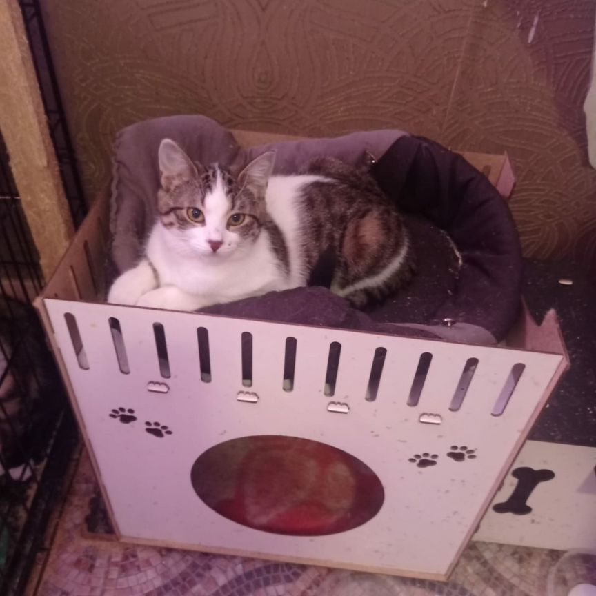 Котята полосато белые любят обниматься