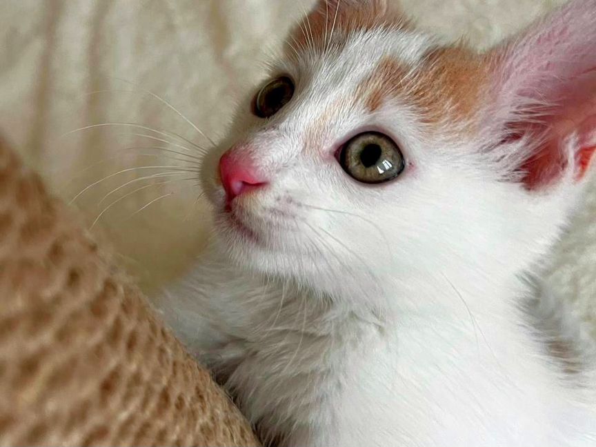 Котенок мальчик турецкий ван в дар