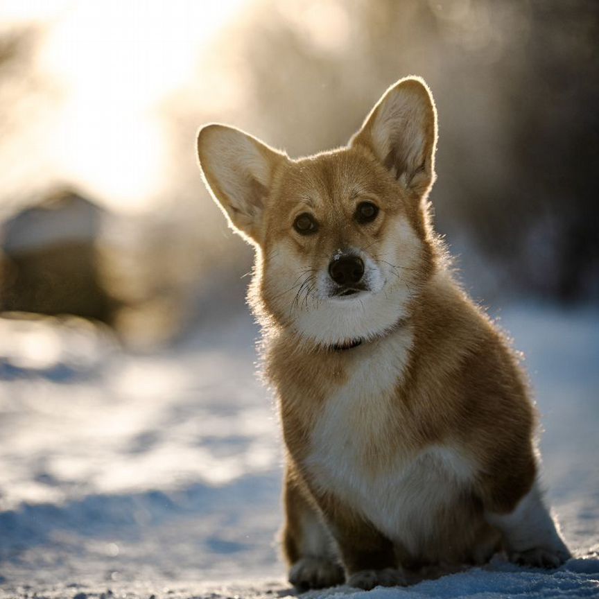 Вельш Корги Пемброк, щенок