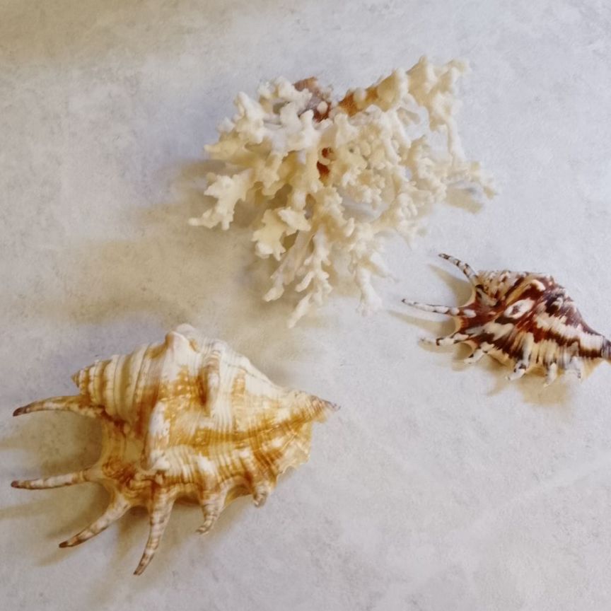 Морские коралл и ракушки
