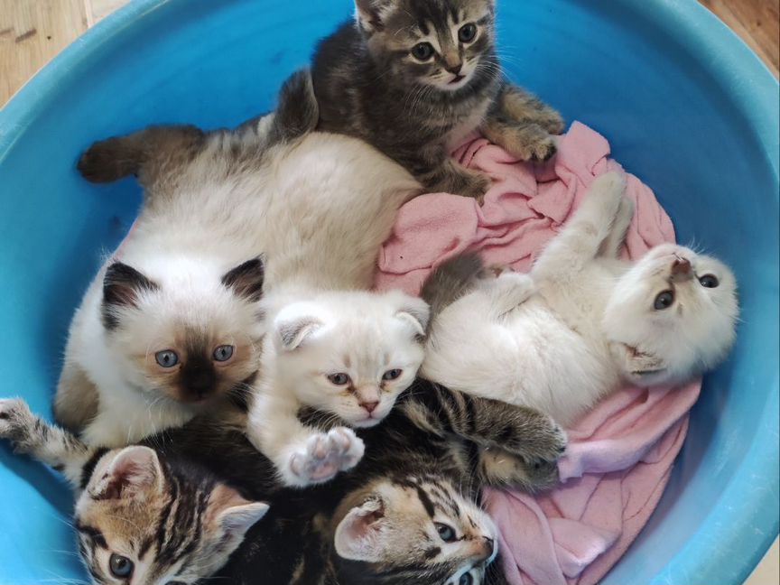 Котята ищут дом