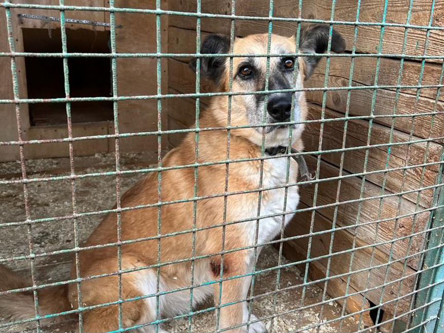 Большая добрая собака ждет родителей Таша