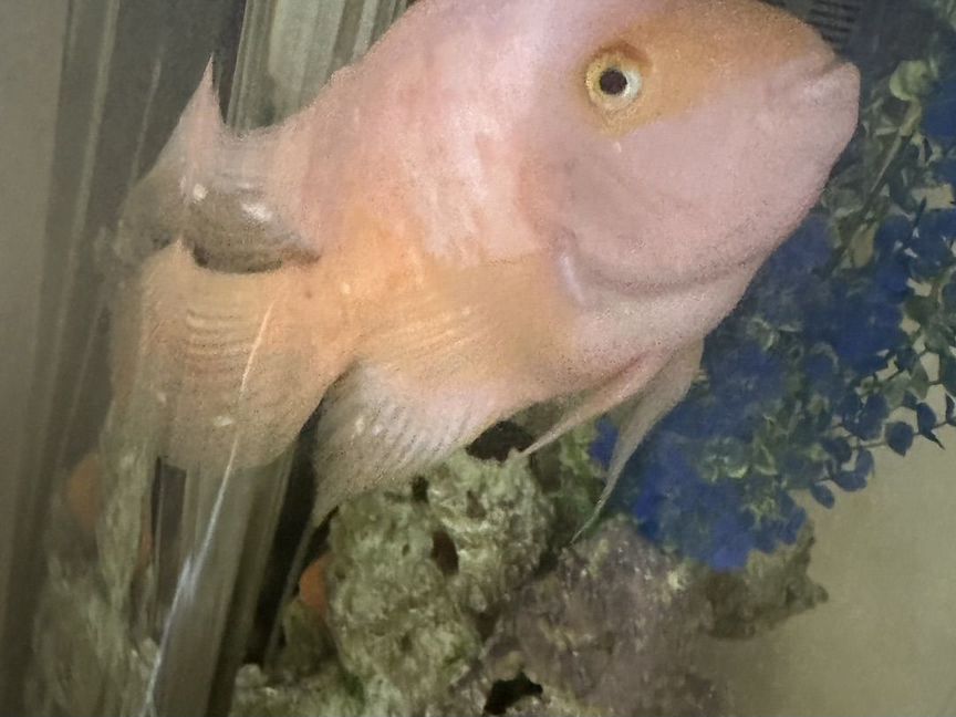 Аквариумные рыбы большие