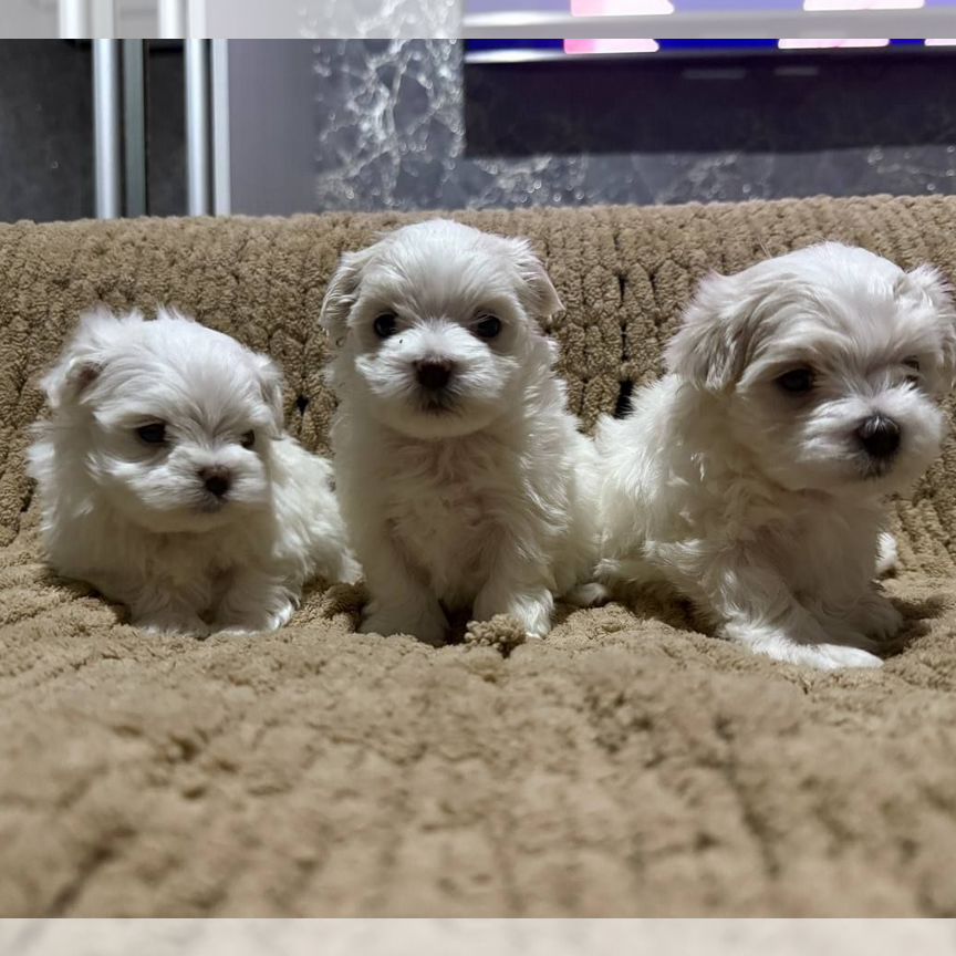 Мальтийская болонка, щенок