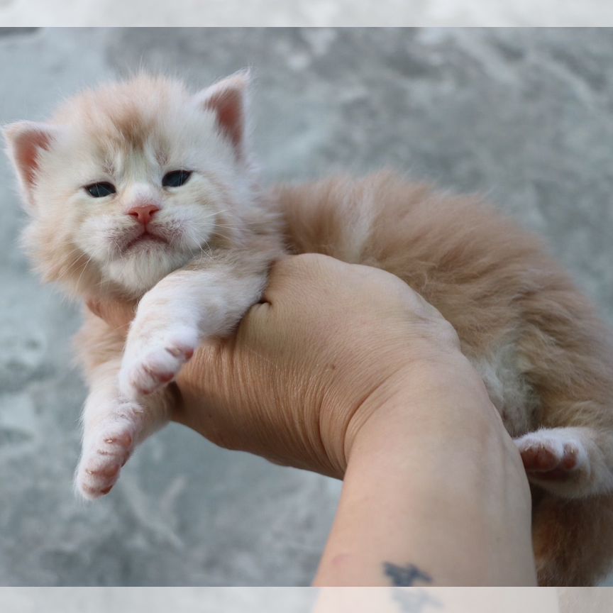 Мейн-кун котёнок