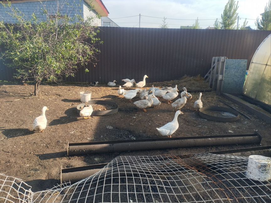 Утки Агидель крупные