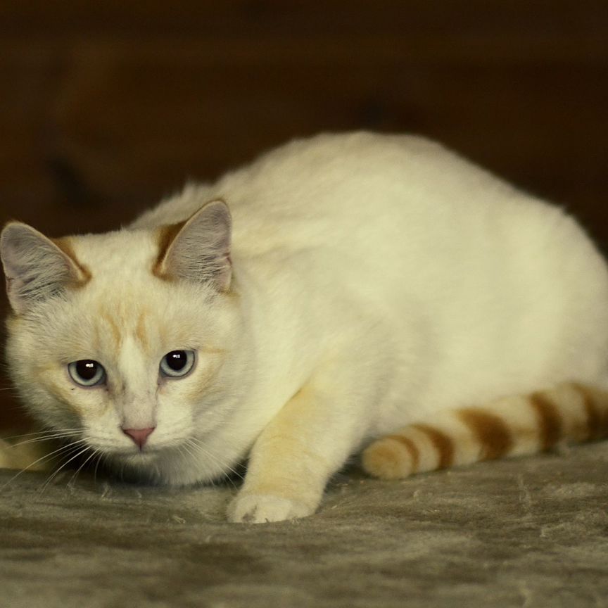 Котенок Луи ищет дом