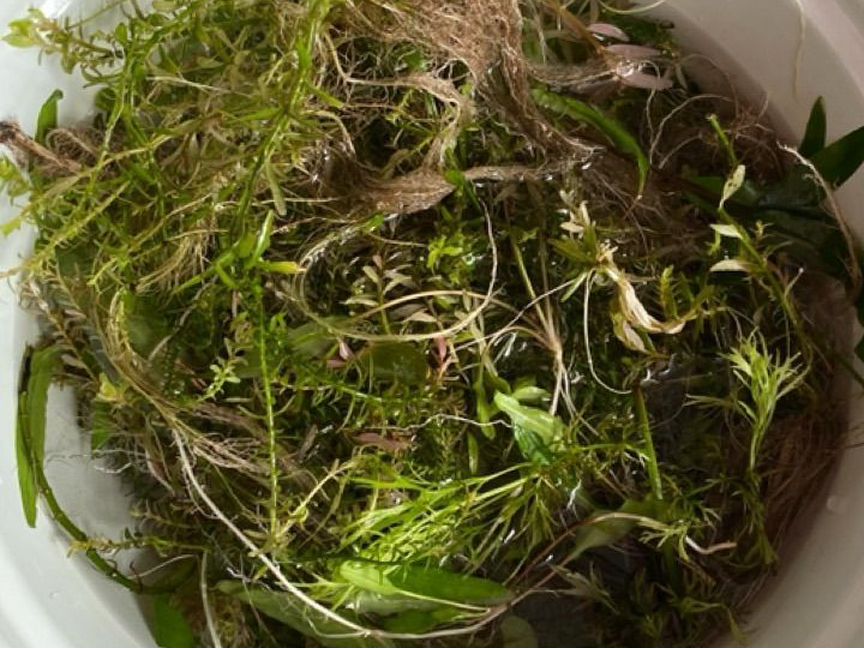 Отдам прополку аквариумных растений