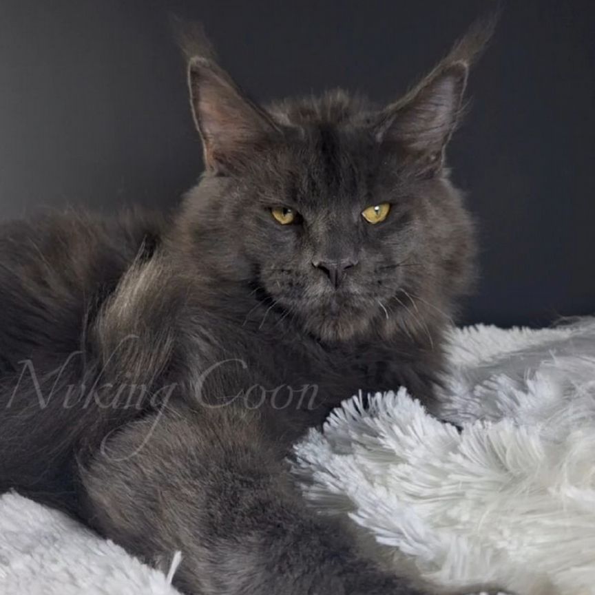 Голубой солид