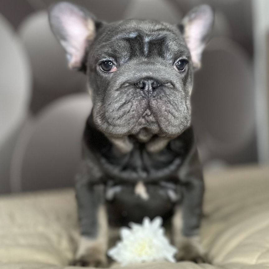 Французский бульдог, щенок