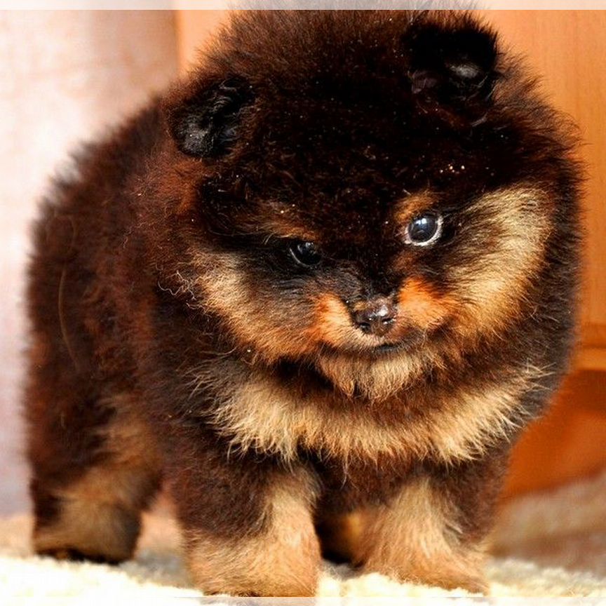 Померанский шпиц, щенок