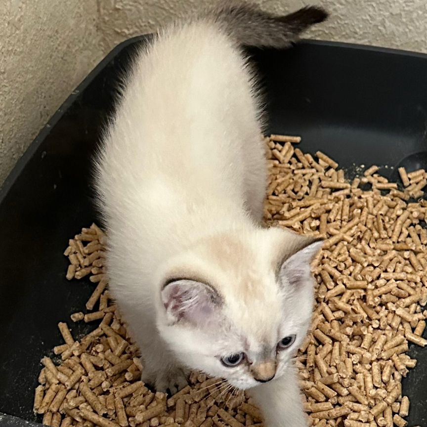 Шотландский котенок страйт