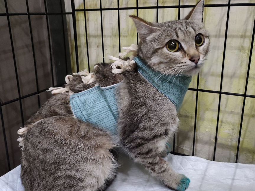 Спасите кошку Мусю