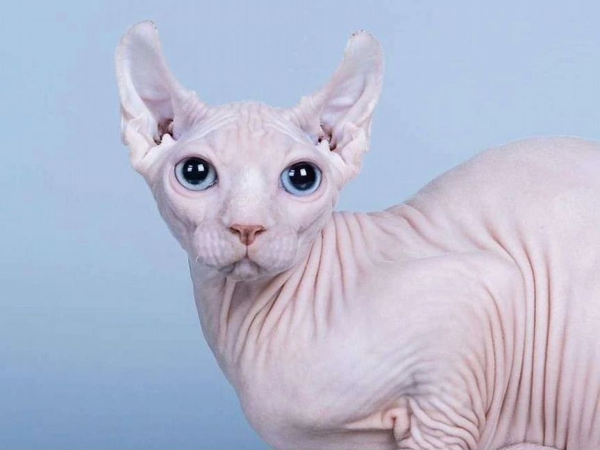 Канадский сфинкс кошка