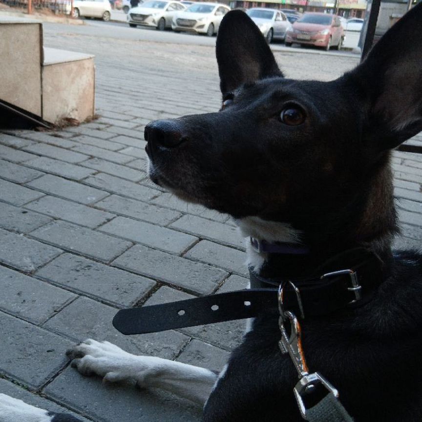 Лайка, взрослая собака