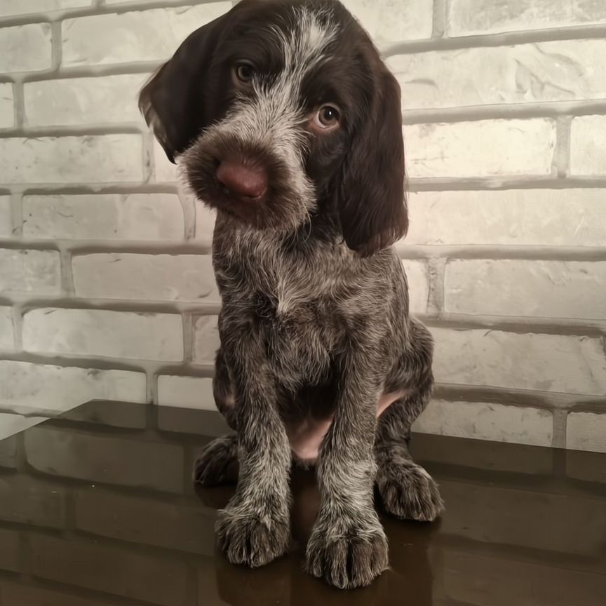 Дратхаар, щенок