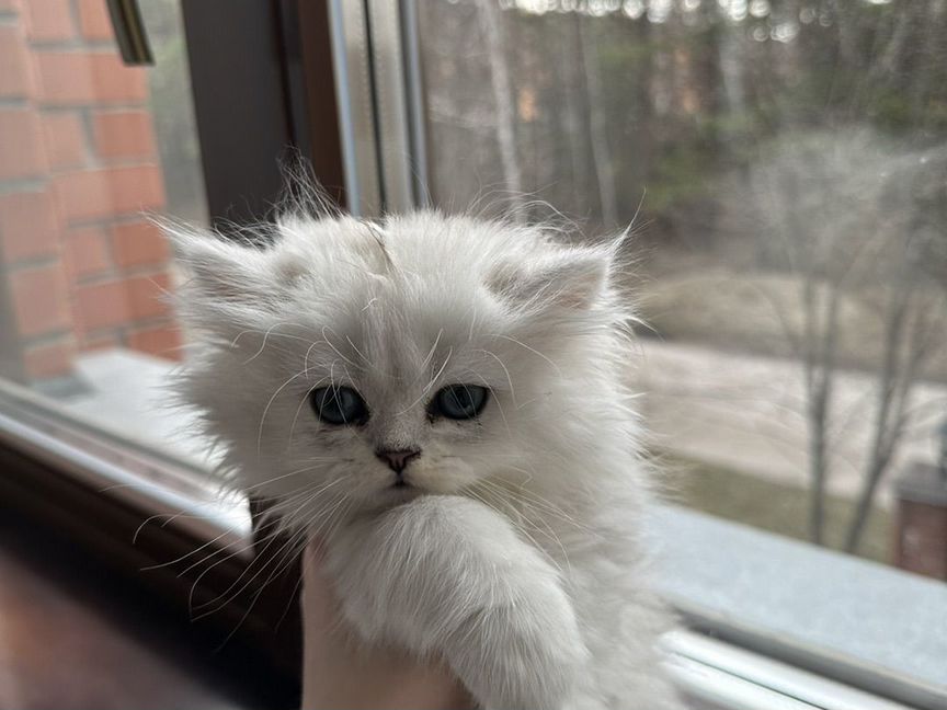 Персидская шиншилла