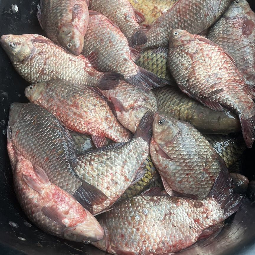 Карась живой