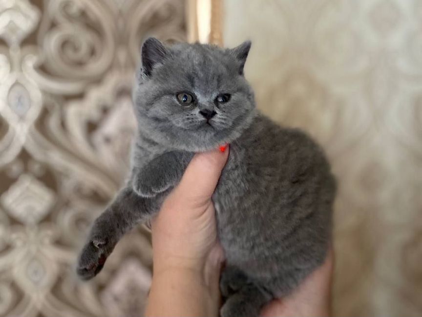Британская