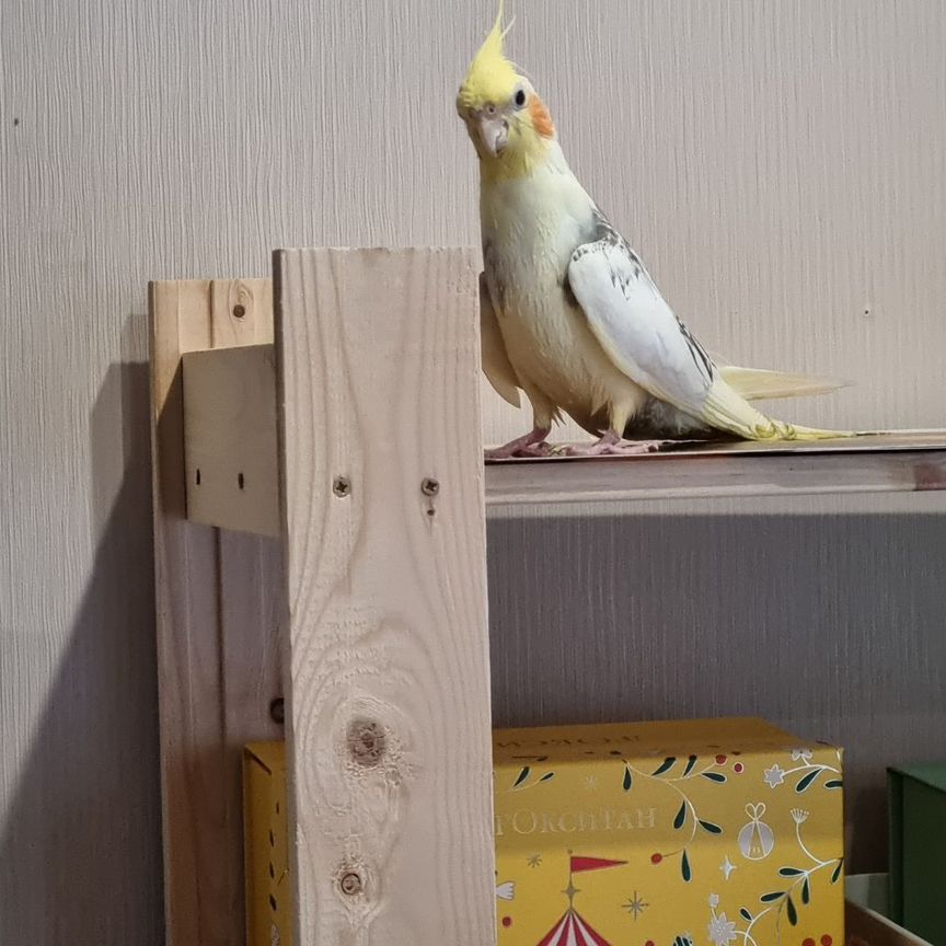 Попугай корелла с клеткой