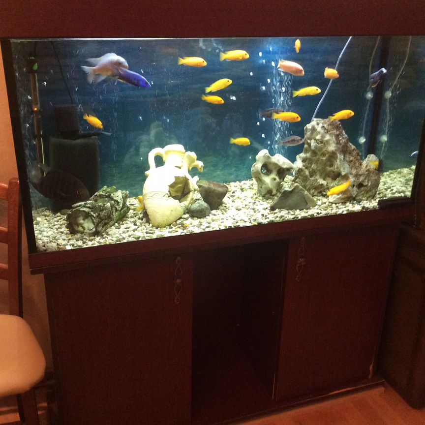 Аквариум уже с рыбками -300 литров