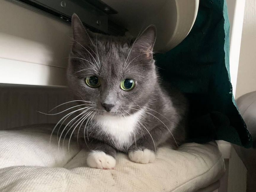 Британская кошка в дар