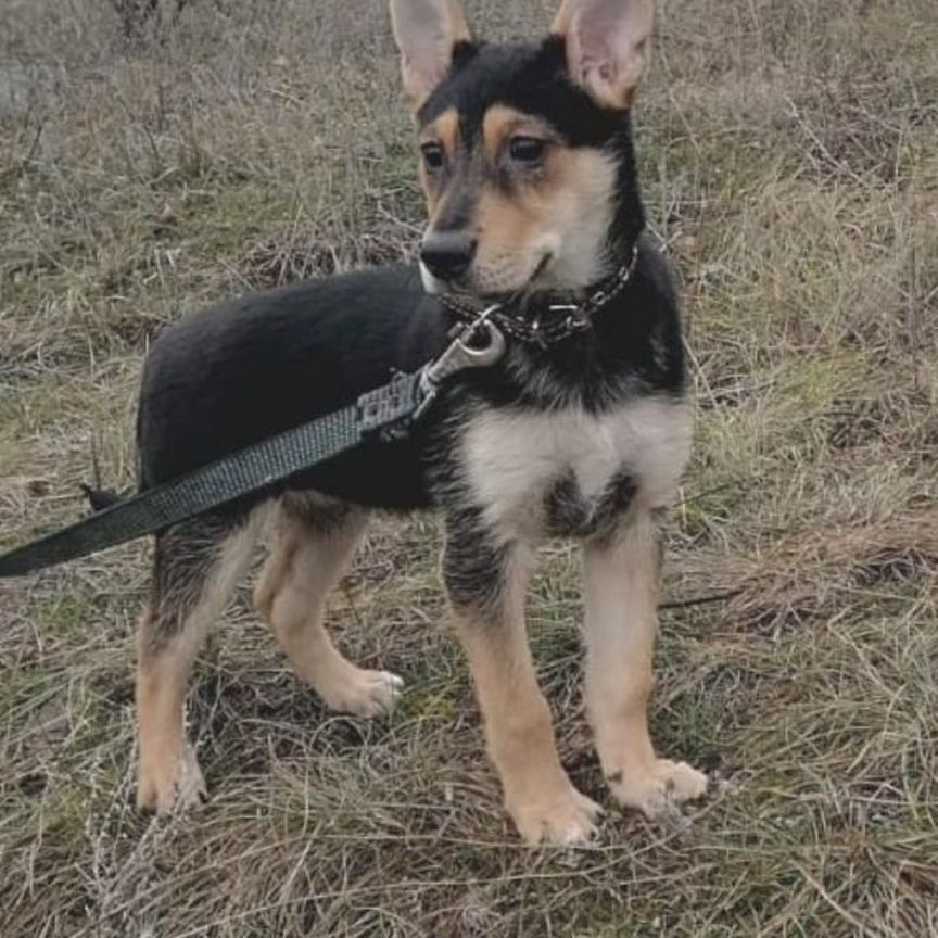 Щенок хочет домой