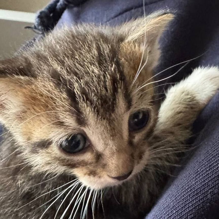 Котёнок в добрые руки