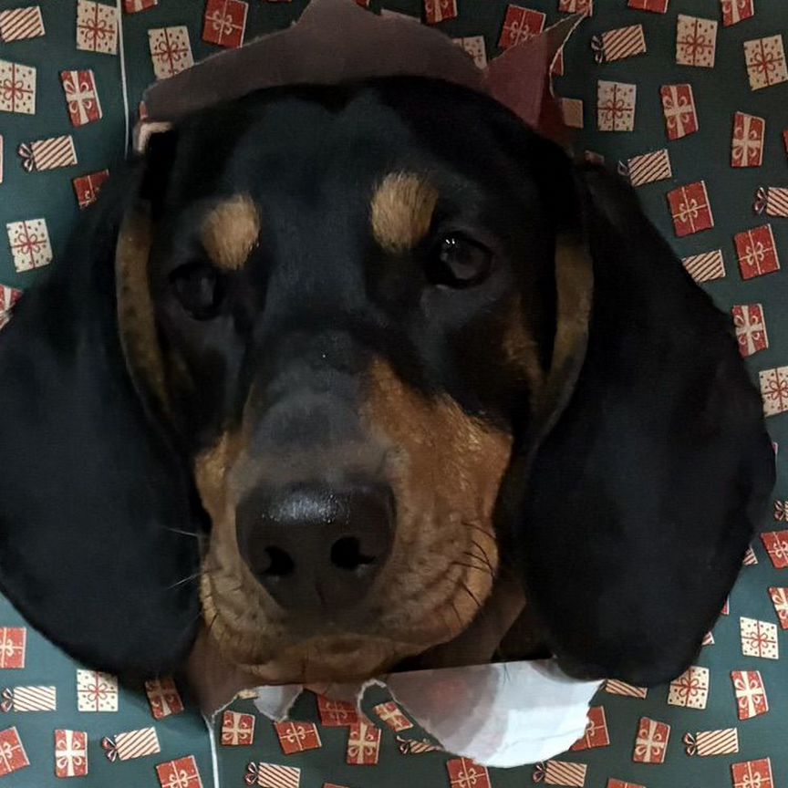 Такса, вязка