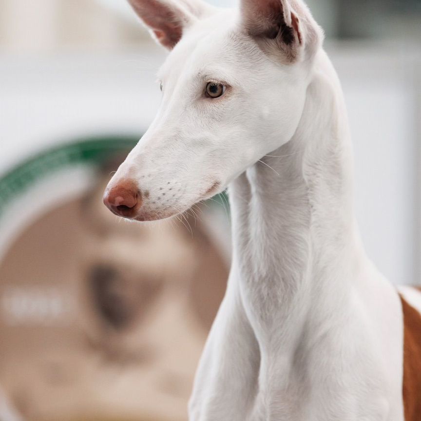 Поденко ибиценко