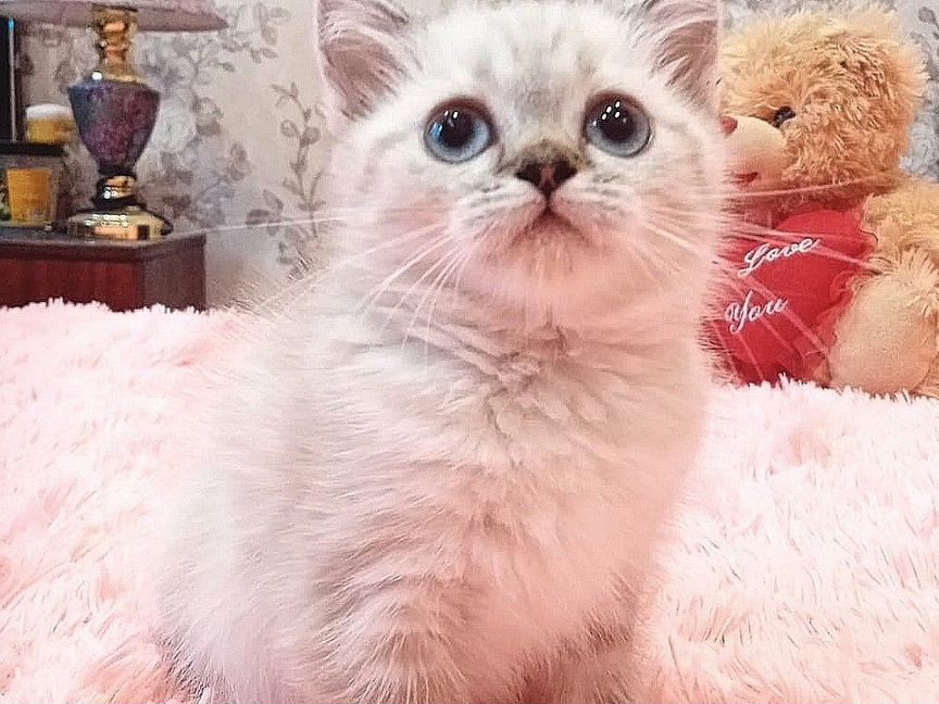 Шотландские котята колор-пойнт