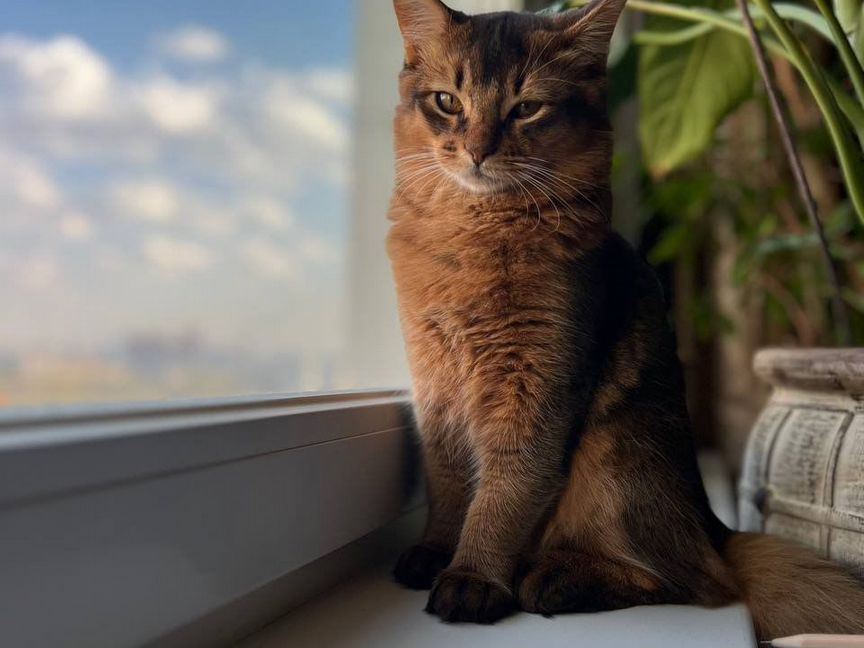 Сомалийская
